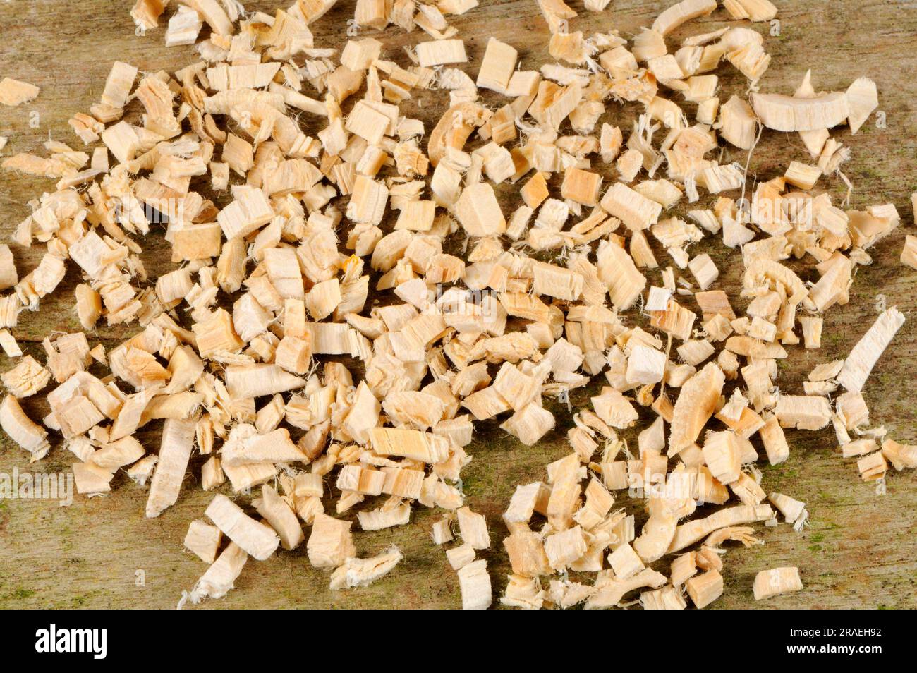 White mulberry root bark (Mori Cortex), Sang Bai Pi Stock Photo - Alamy