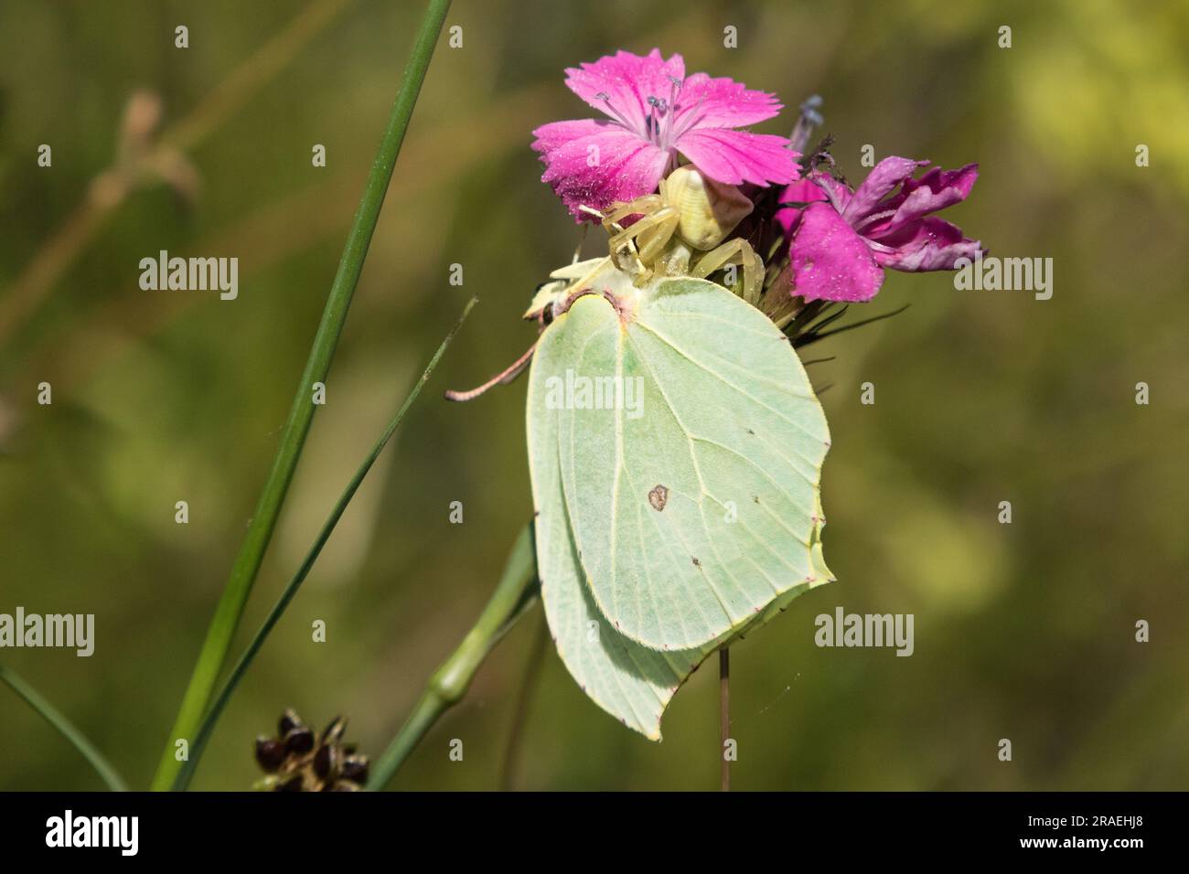 Crab Spider Preying on a Brimstone Butterfly Stock Photo - Alamy