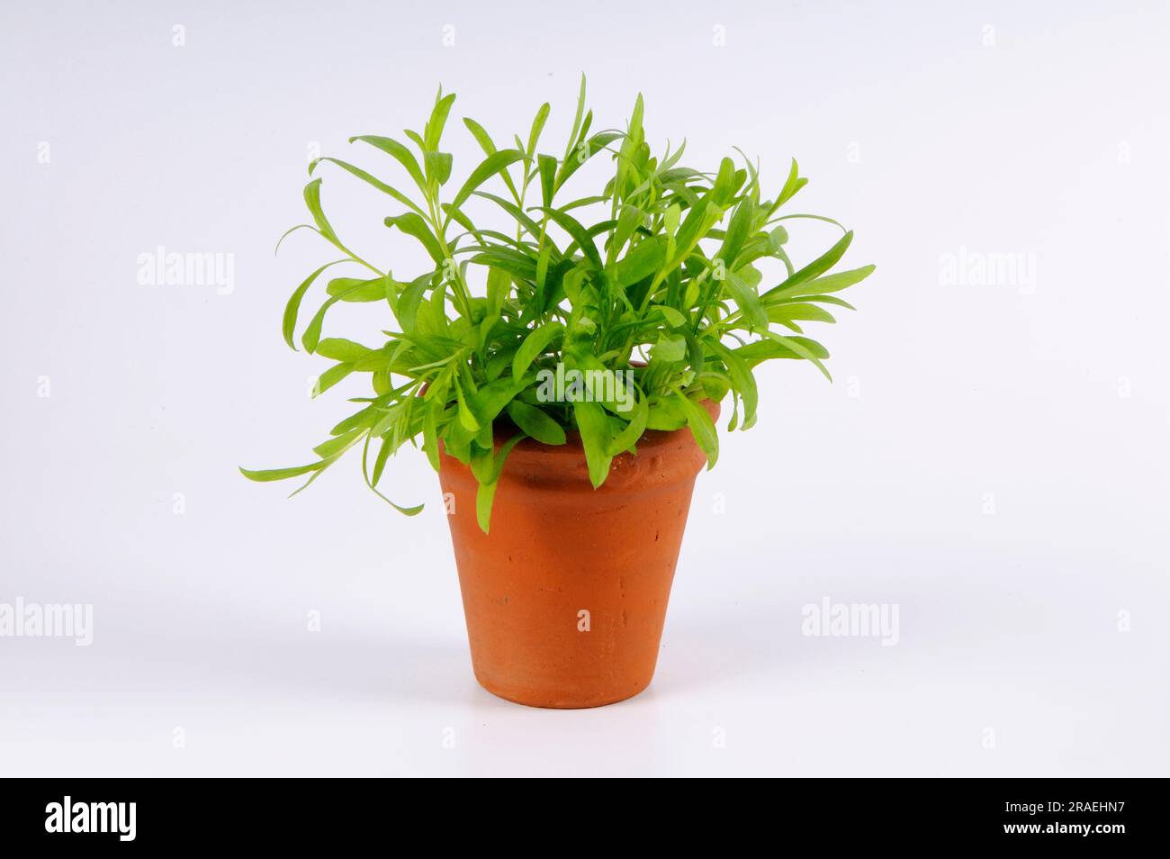 Tarragon plant pot hi-res stock photography and images - Alamy