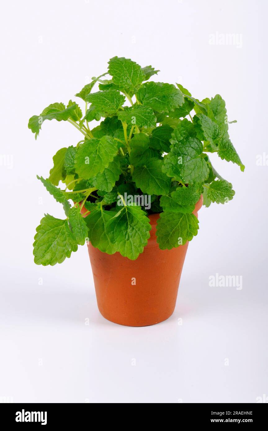 Lemon Balm or Sweet Balm (Melissa officinalis Stock Photo - Alamy