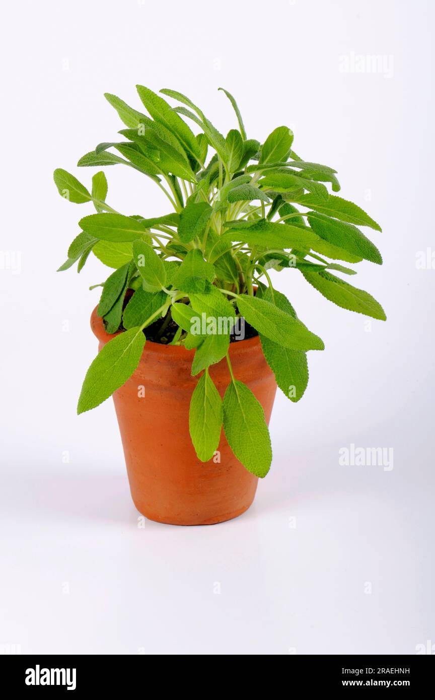 Common Common sage (Salvia officinalis Stock Photo - Alamy