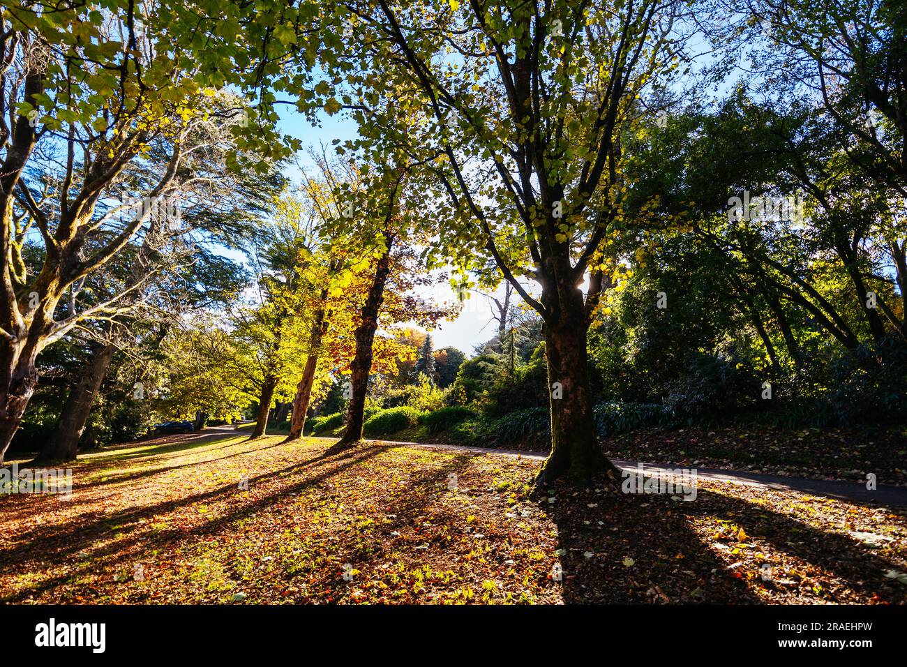 Wombat Hill Botanic Gardens in Daylesford Australia Stock Photo - Alamy