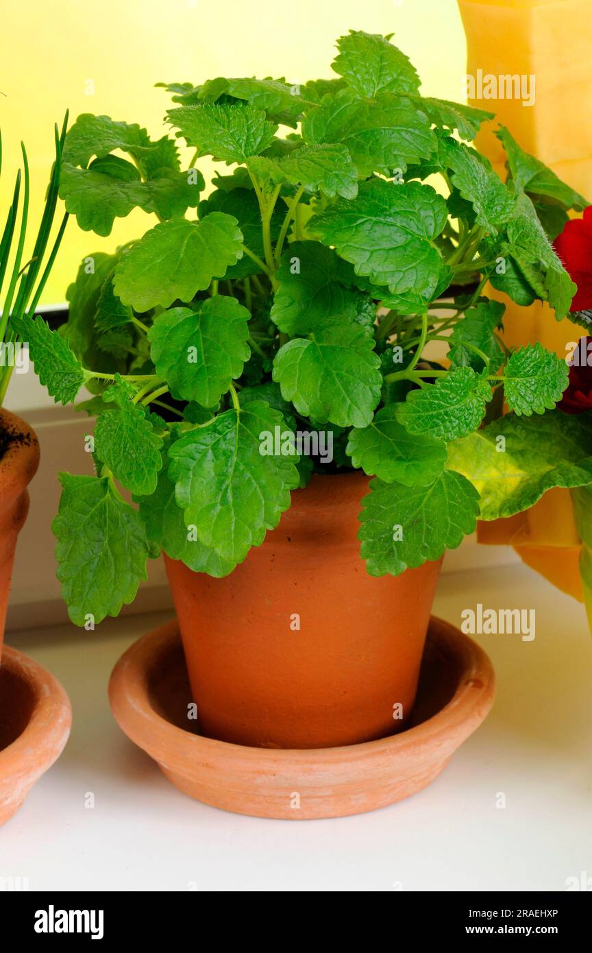 Lemon Balm or Sweet Balm (Melissa officinalis Stock Photo - Alamy