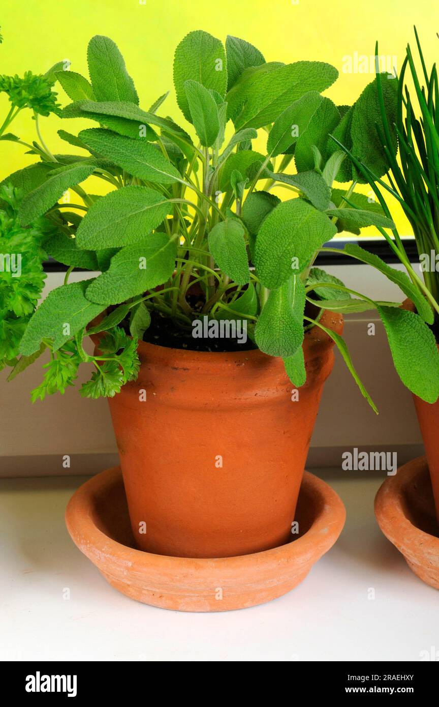 Common Common sage (Salvia officinalis Stock Photo - Alamy