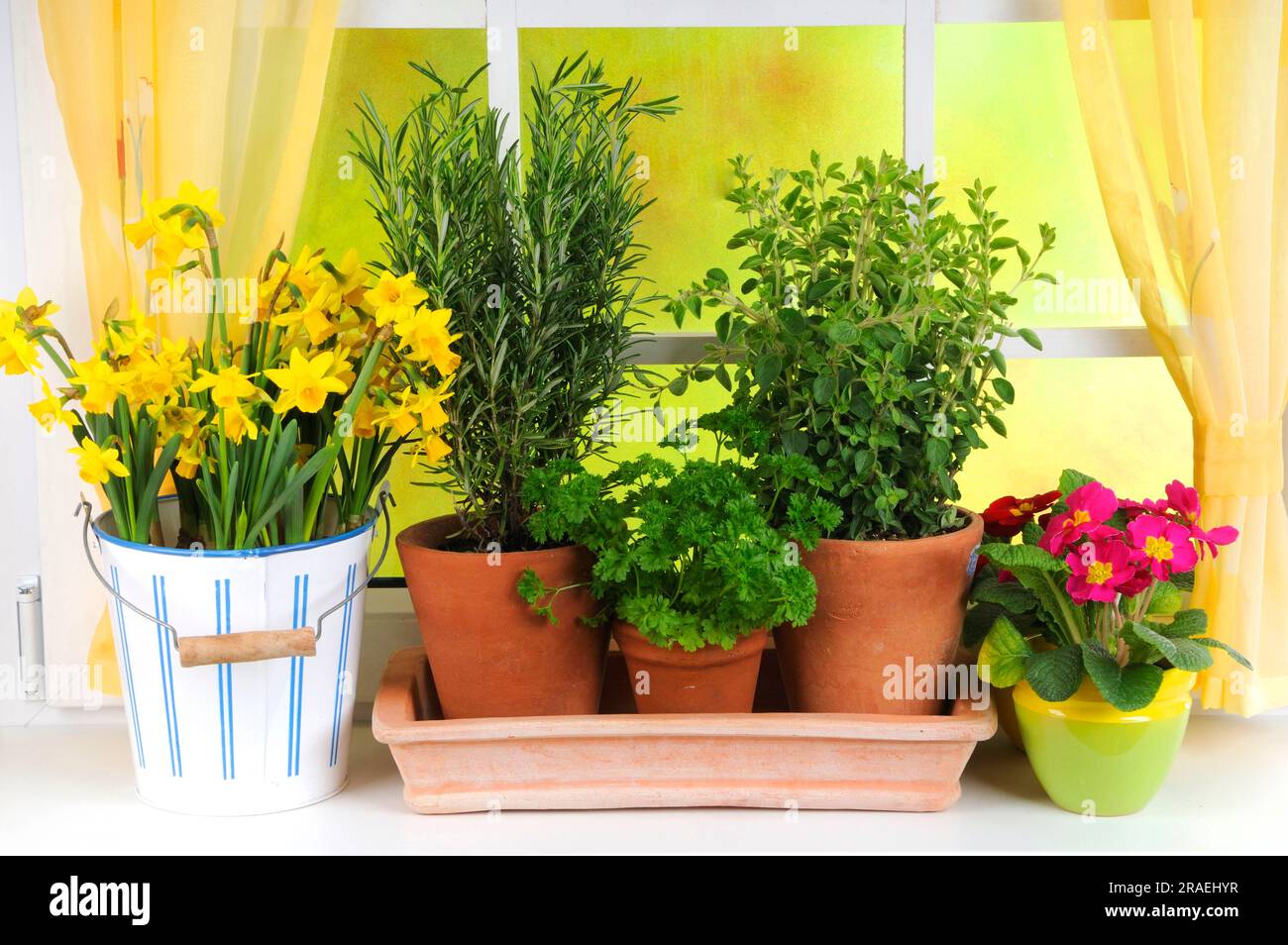 Herbs windowsill hi-res stock photography and images - Alamy