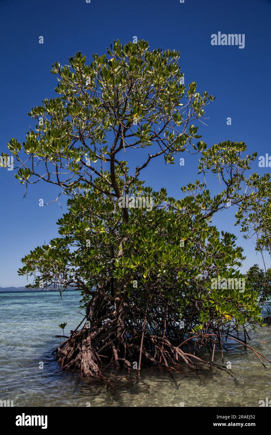 Philippines island beach mangrove tree hi-res stock photography and ...