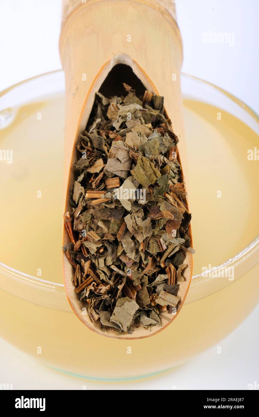 Heart leaved houttuynia hi-res stock photography and images - Alamy