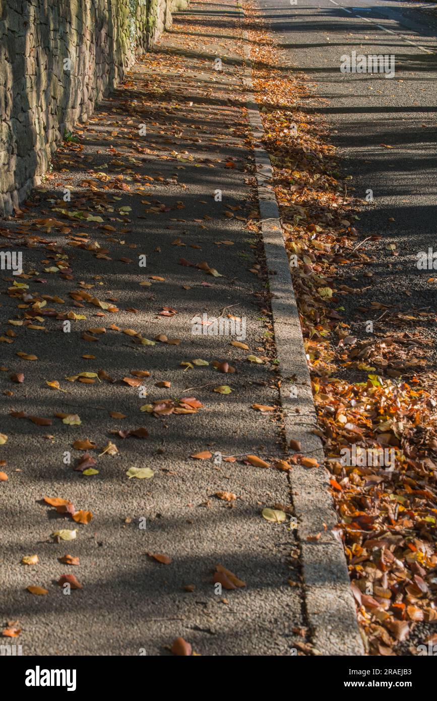 A pavement scattered with fallen beech leaves and long stripey shadows ...