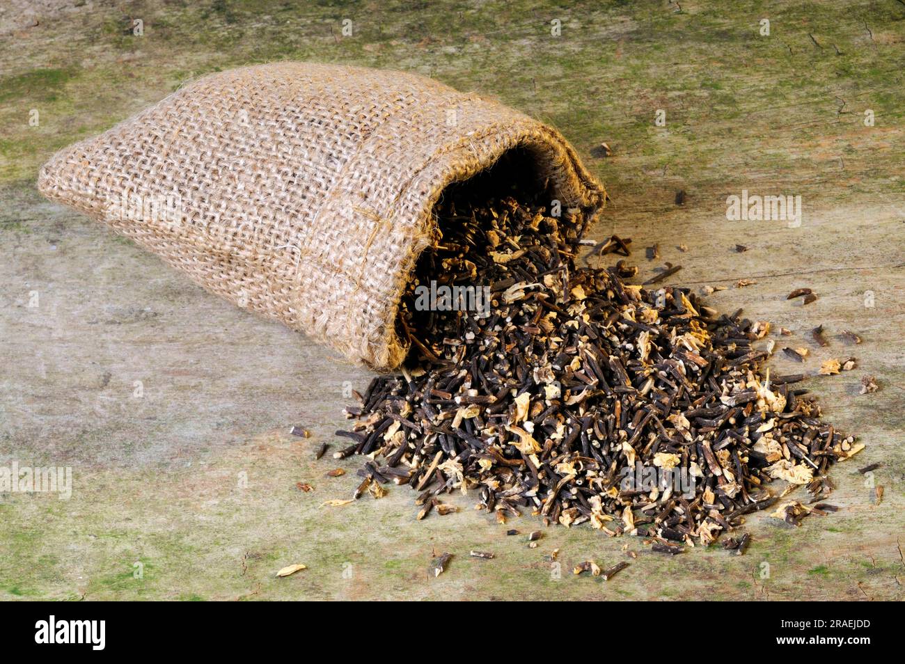 Chinese Clematis (Clematidis Radix), Wei Ling Xian Stock Photo - Alamy