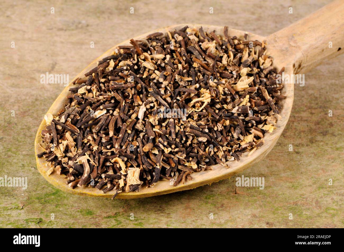 Chinese Clematis (Clematidis Radix), Wei Ling Xian Stock Photo - Alamy