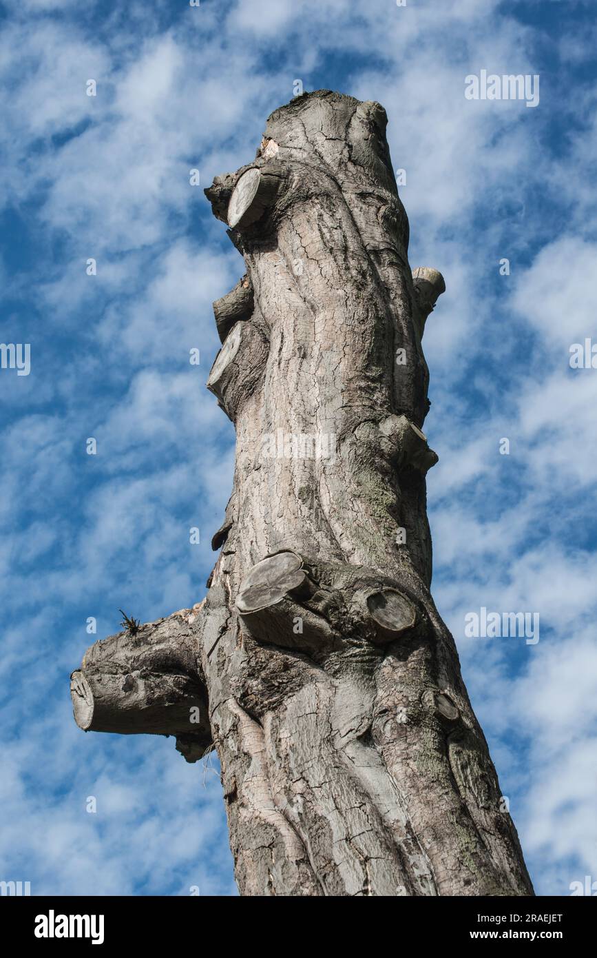 Grey tree trunk without branches photographed against a cloudy, blue ...