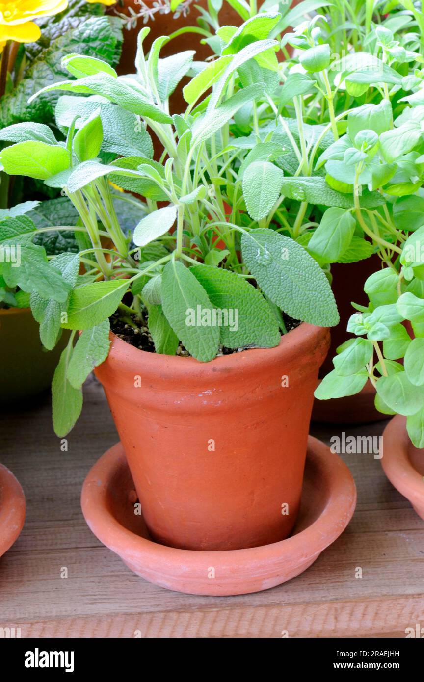 Common Common sage (Salvia officinalis Stock Photo - Alamy