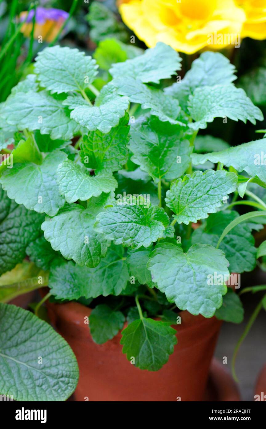 Lemon Balm or Sweet Balm (Melissa officinalis Stock Photo - Alamy