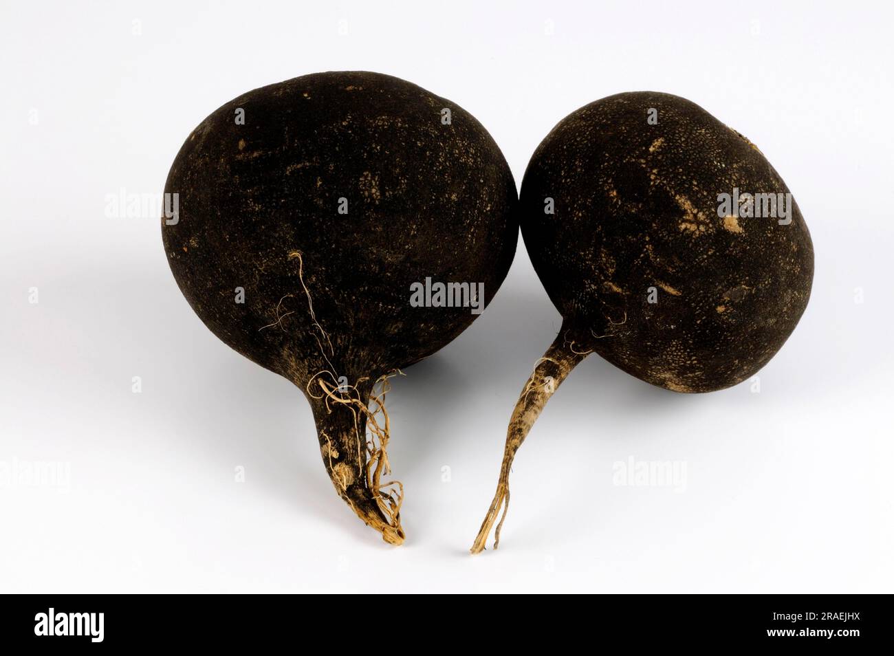 Black radish, root (Raphanus sativus Stock Photo - Alamy