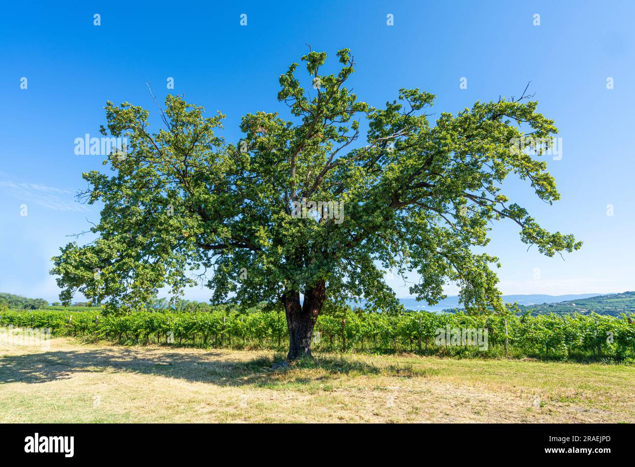 Season 2023 2 hi-res stock photography and images - Alamy