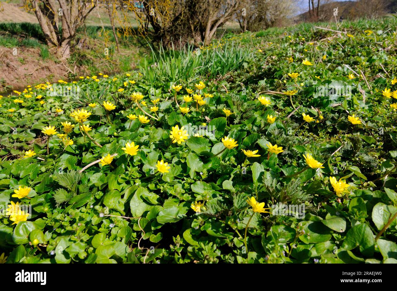 Lesser celandine (Ranunculus ficaria Stock Photo - Alamy