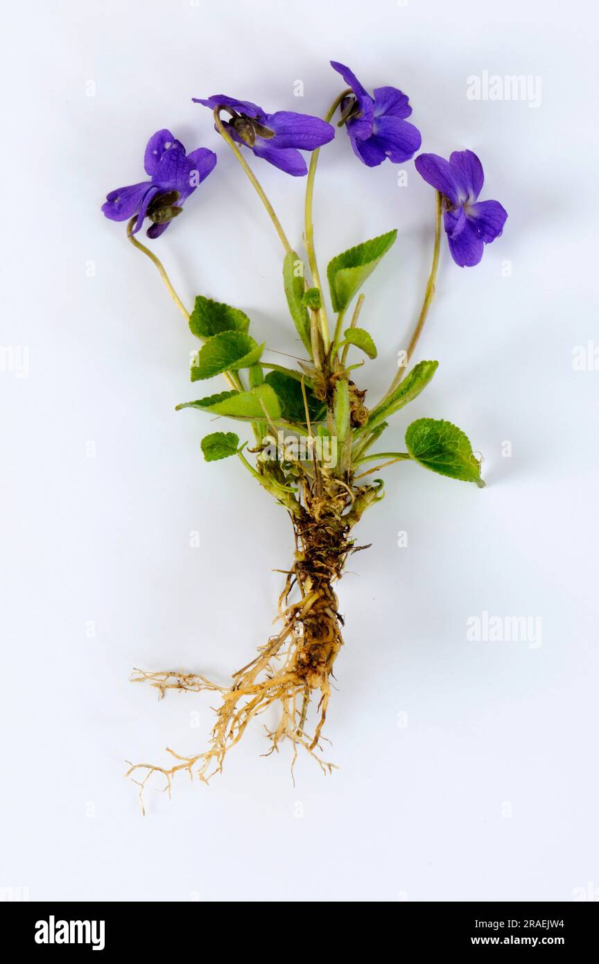 Violet of March, Fragrant Violet (Viola odorata), True Violet, Scented ...