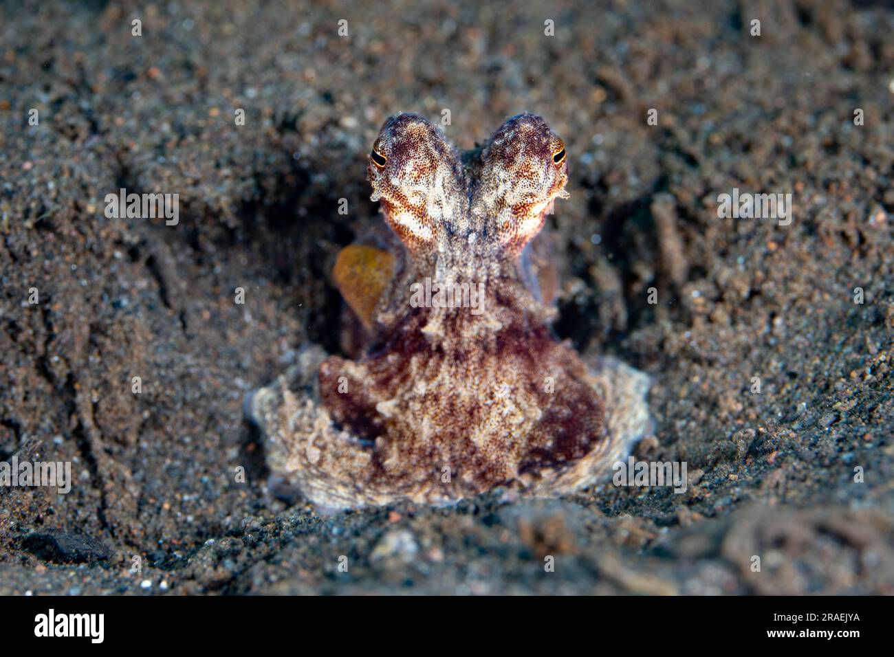 Sangeang islands hi-res stock photography and images - Alamy