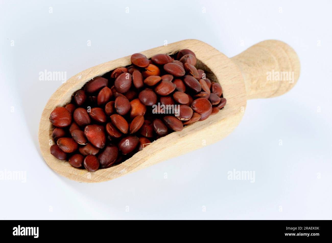 Spiny Jujube Seed (Ziziphi Spinosae Semen), Suan Zao Ren, cut out ...