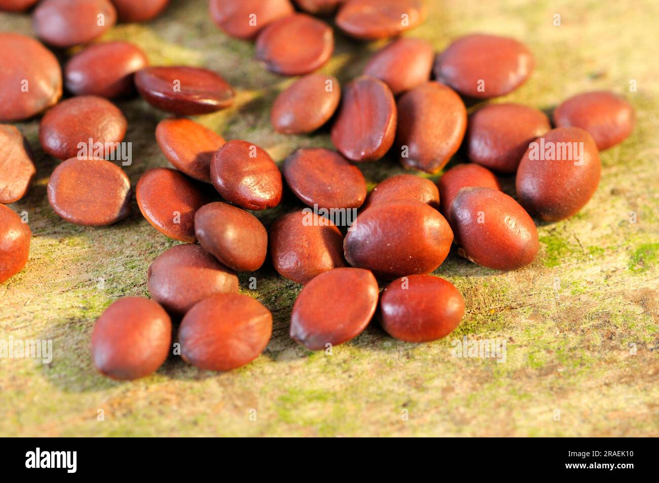 Spina Date Seeds (Ziziphi Spinosae Seeds), Suan Zao Ren Stock Photo - Alamy