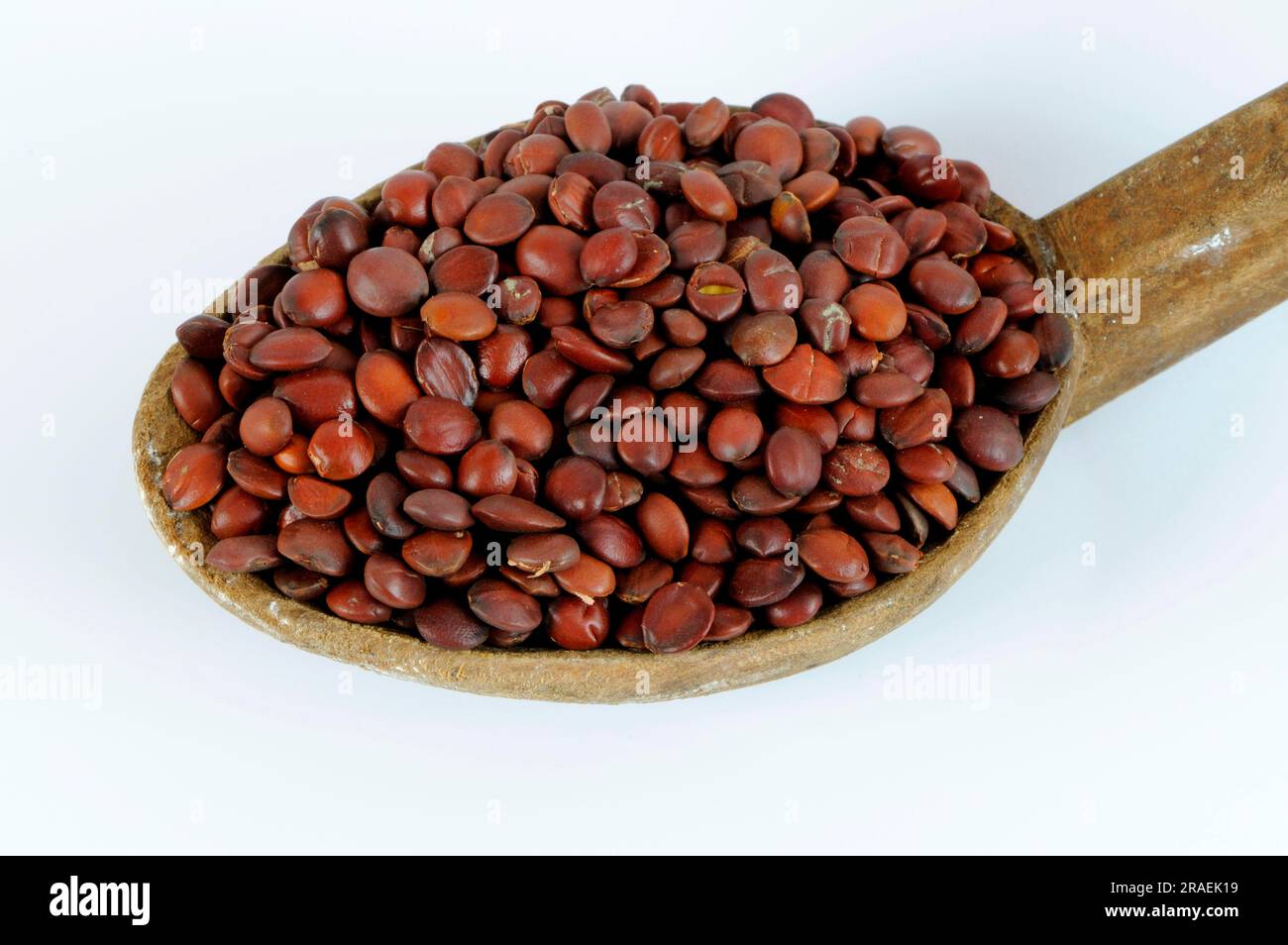 Spina Date Seeds (Ziziphi Spinosae Seeds), Suan Zao Ren Stock Photo - Alamy