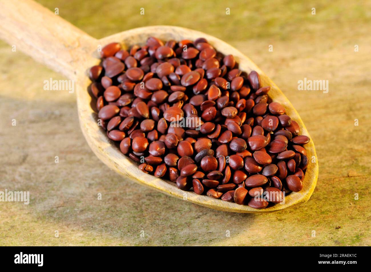 Spina Date Seeds (Ziziphi Spinosae Seeds), Suan Zao Ren Stock Photo - Alamy
