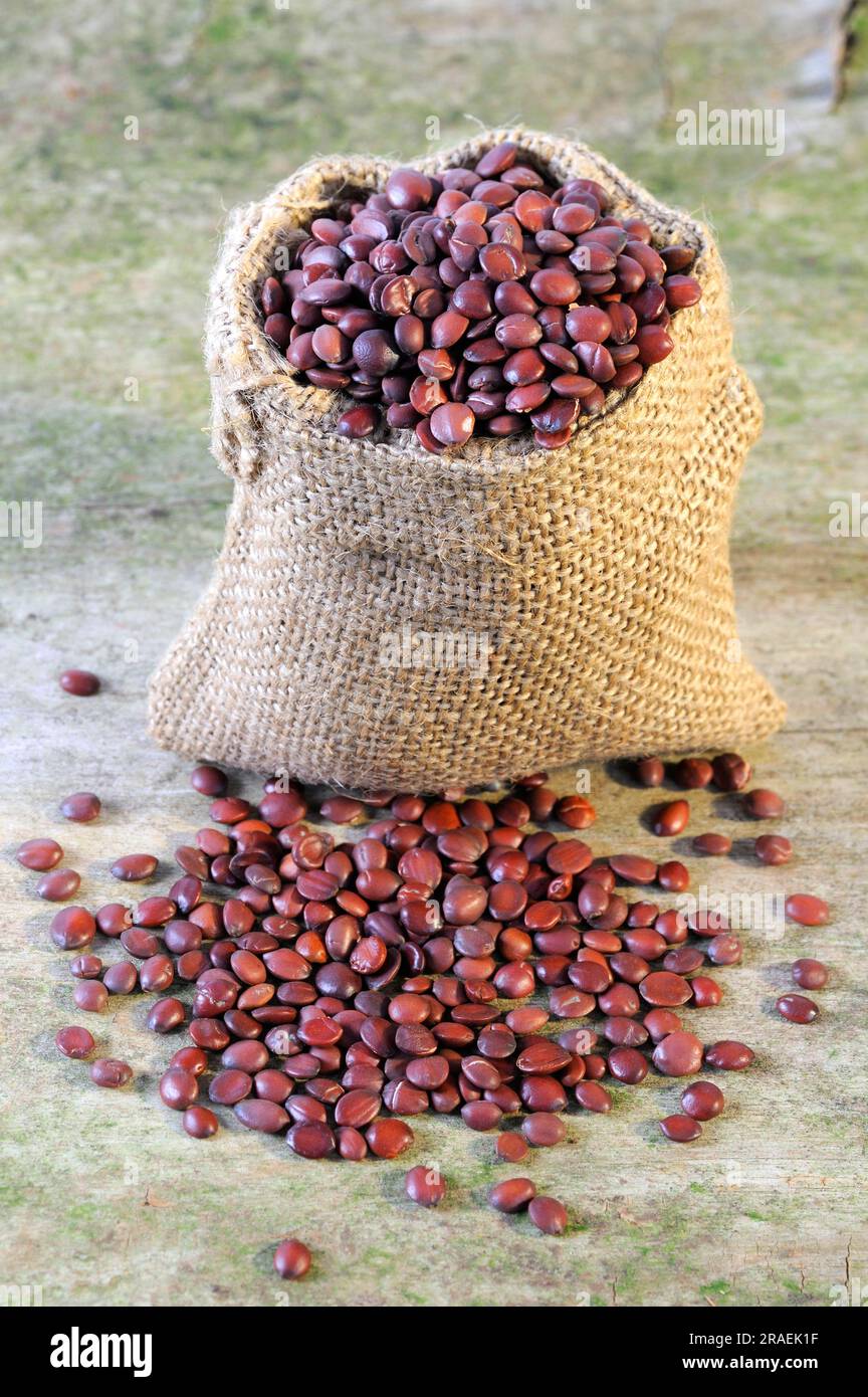 Spina Date Seeds (Ziziphi Spinosae Seeds), Suan Zao Ren Stock Photo - Alamy