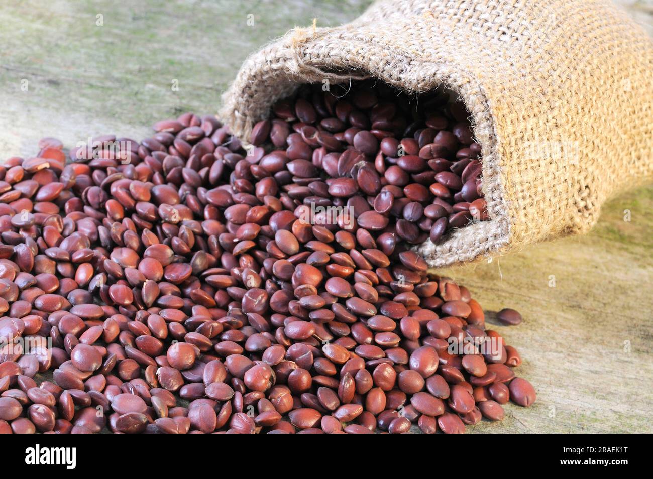 Spina Date Seeds (Ziziphi Spinosae Seeds), Suan Zao Ren Stock Photo - Alamy
