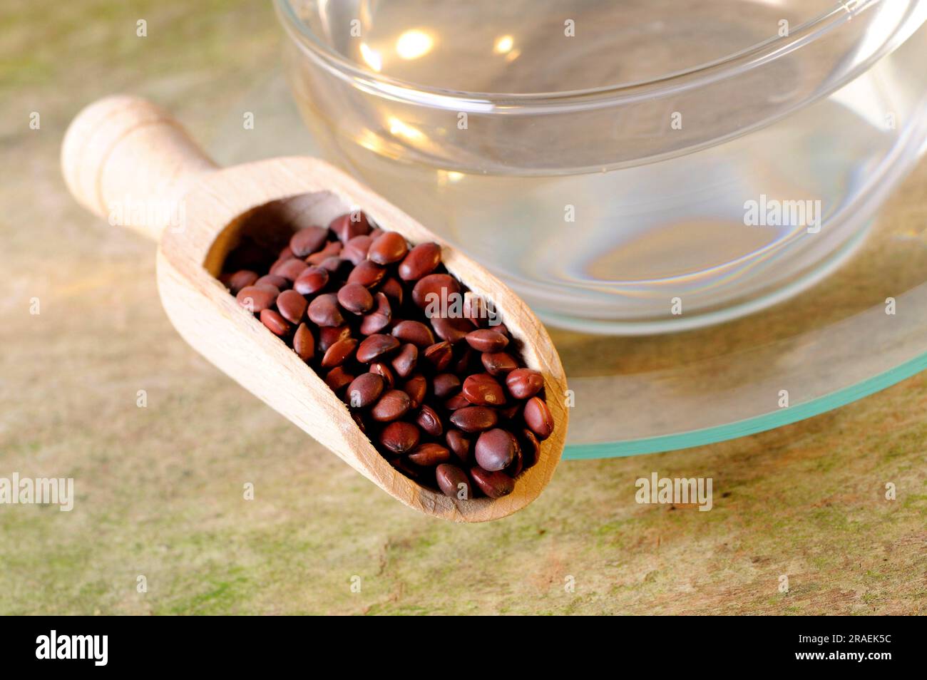 Cup Spina Date Seed Tea (Ziziphi Spinosae Seeds), Suan Zao Ren Stock ...