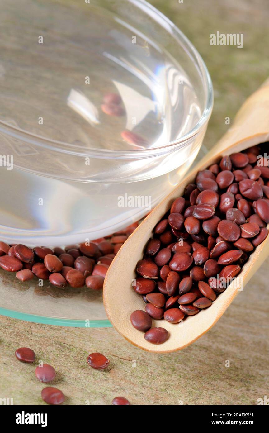 Cup Spina Date Seed Tea (Ziziphi Spinosae Seeds), Suan Zao Ren Stock ...