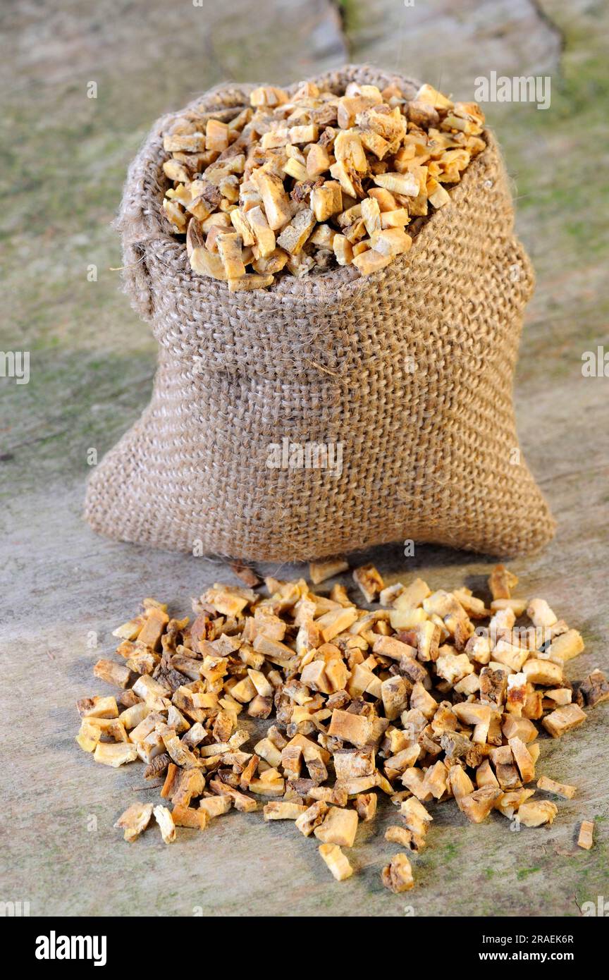 Angelica pubescens root (Angelicae pubescentis Radix), Du Huo Stock ...