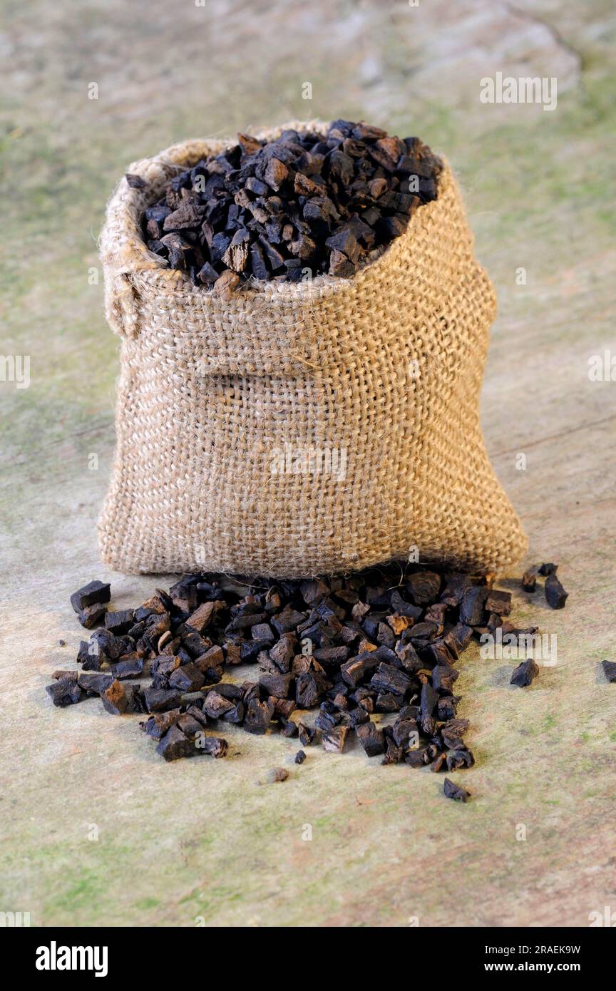 Fig Root (Scrophulariae Radix), Xuan Shen Stock Photo - Alamy