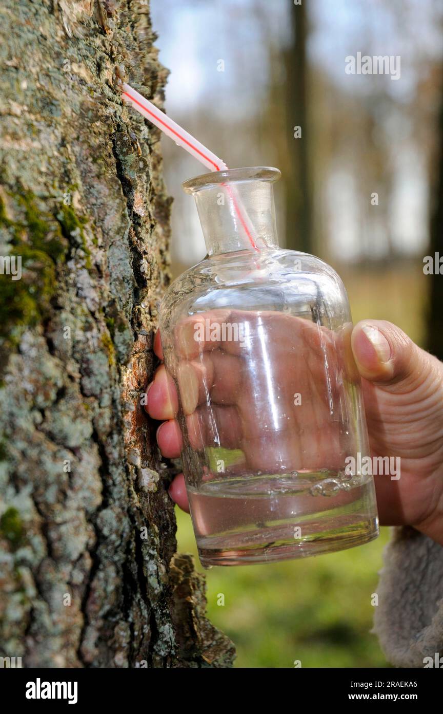 Tap birch water in bottle (Betula pendula Stock Photo - Alamy
