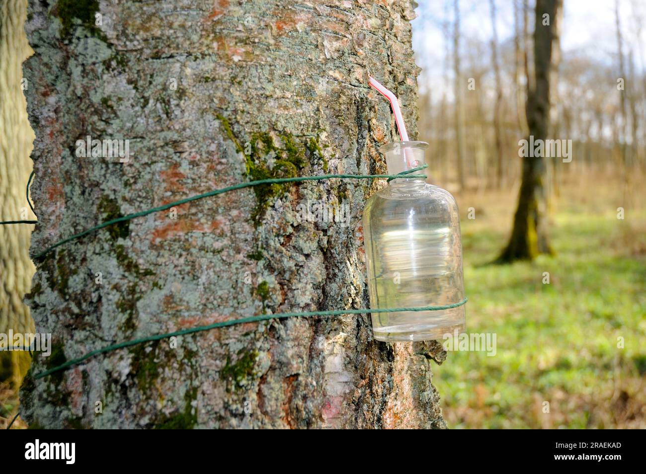 Tap birch water in bottle (Betula pendula Stock Photo - Alamy
