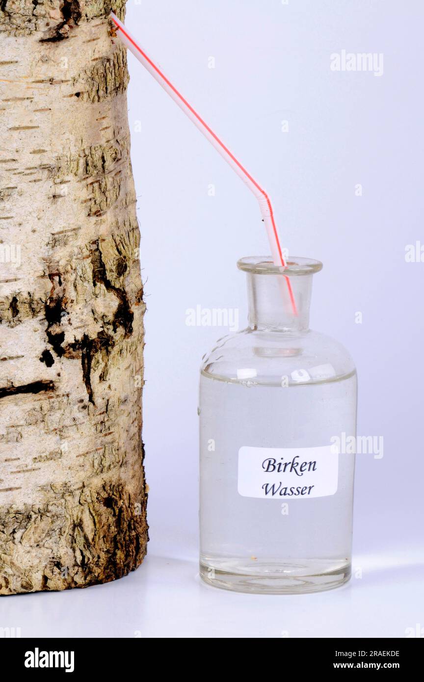 Tap birch water in bottle (Betula pendula Stock Photo - Alamy