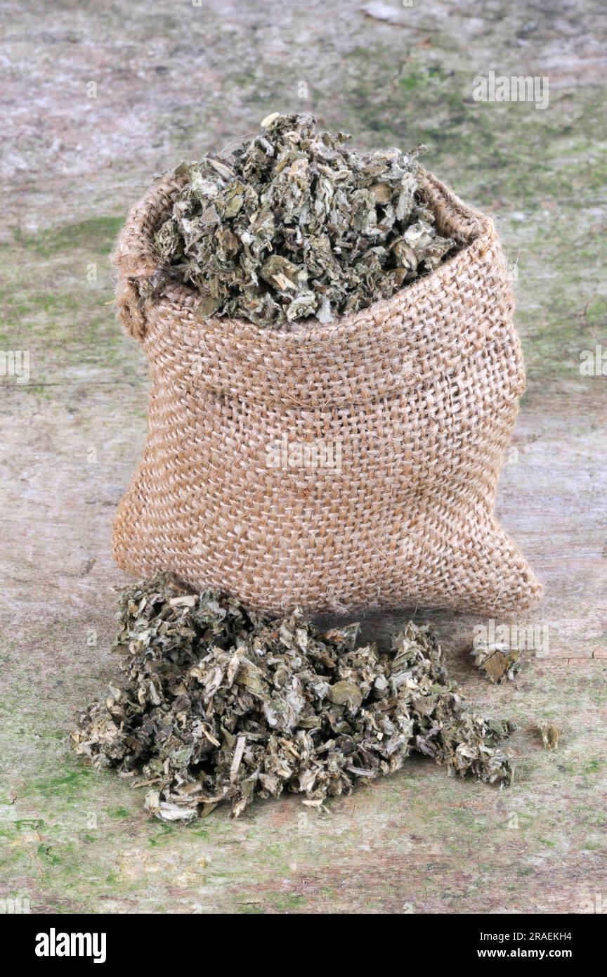 Argy Wormwood leaves (Artemisiae argyi Folium), Ai Ye Stock Photo - Alamy