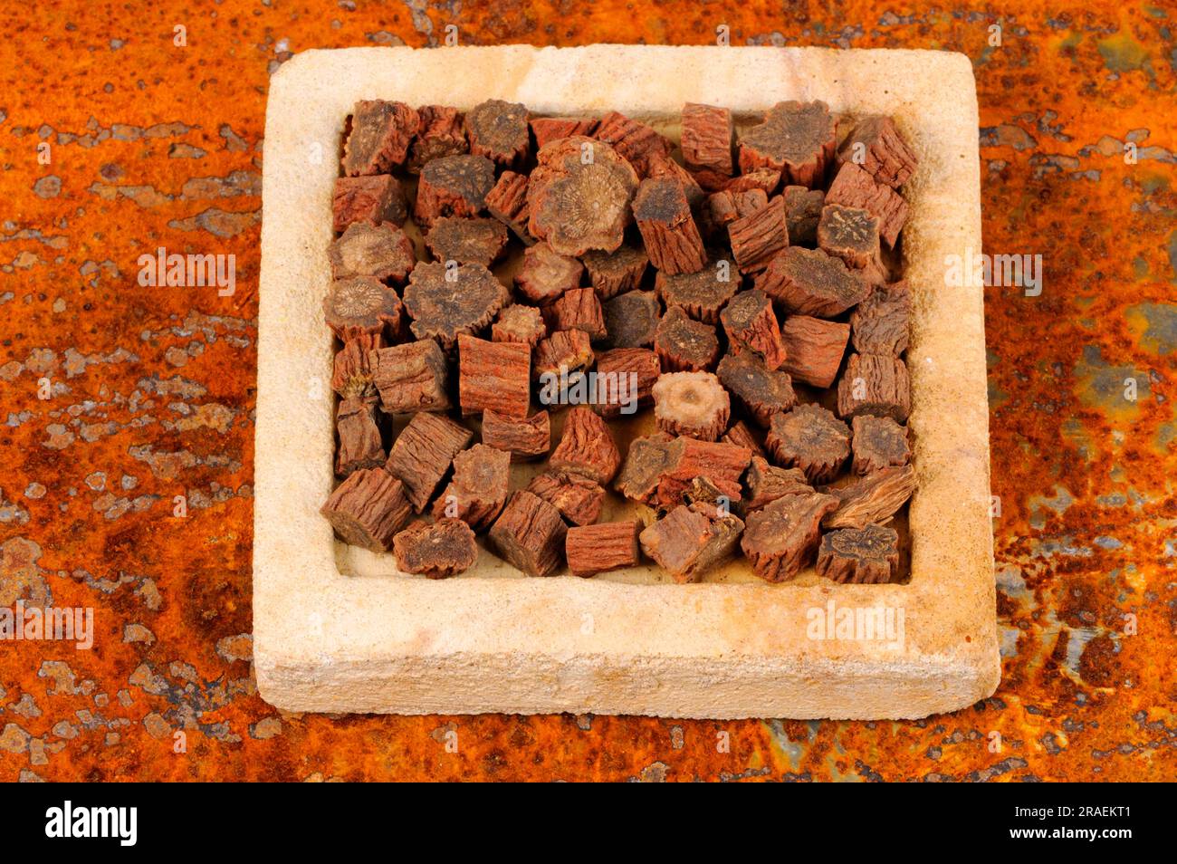 Red-rooted sage root (Salviae miltiorrhizae Radix), Dan Shen Stock ...