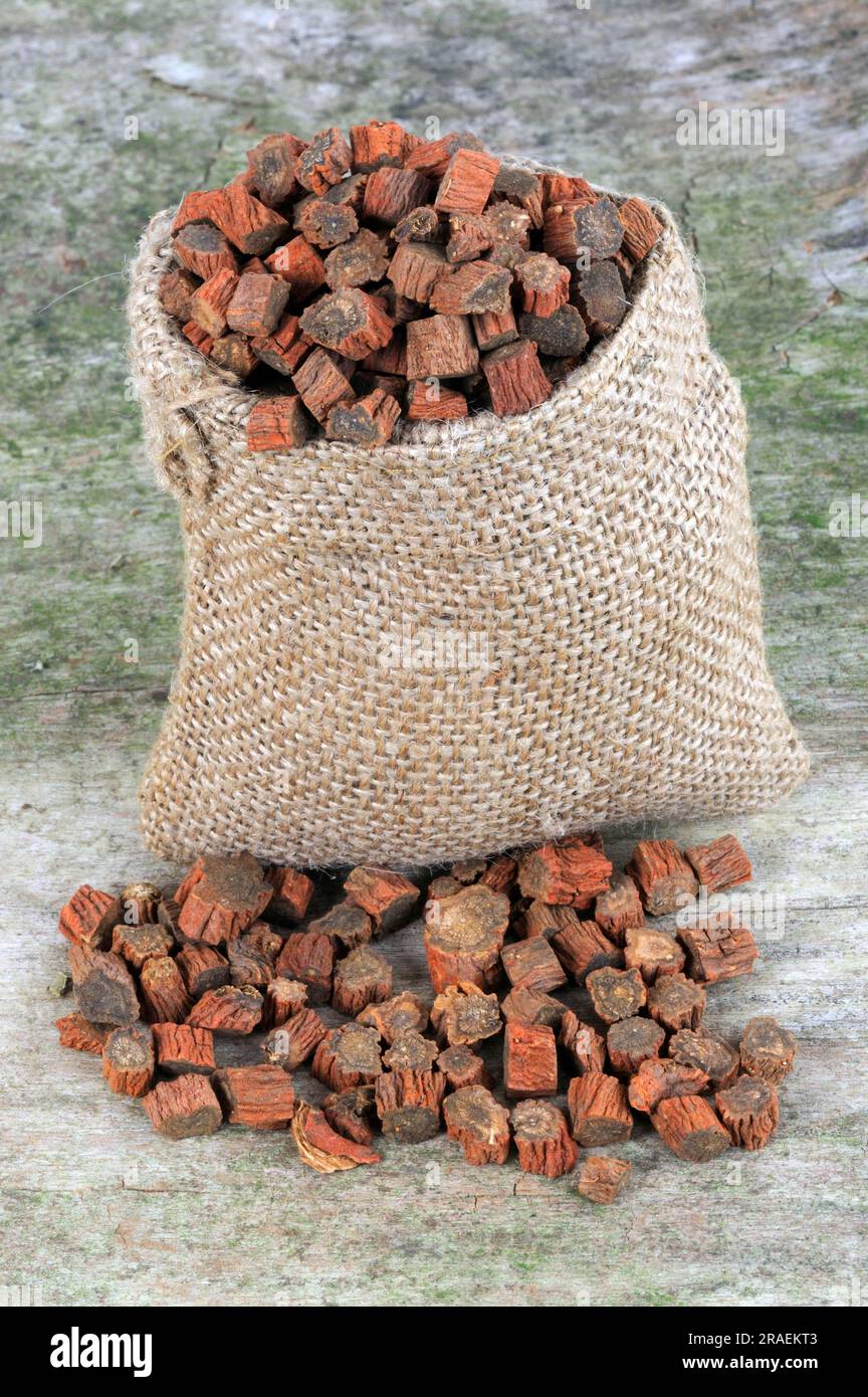 Red-rooted sage root (Salviae miltiorrhizae Radix), Dan Shen Stock ...