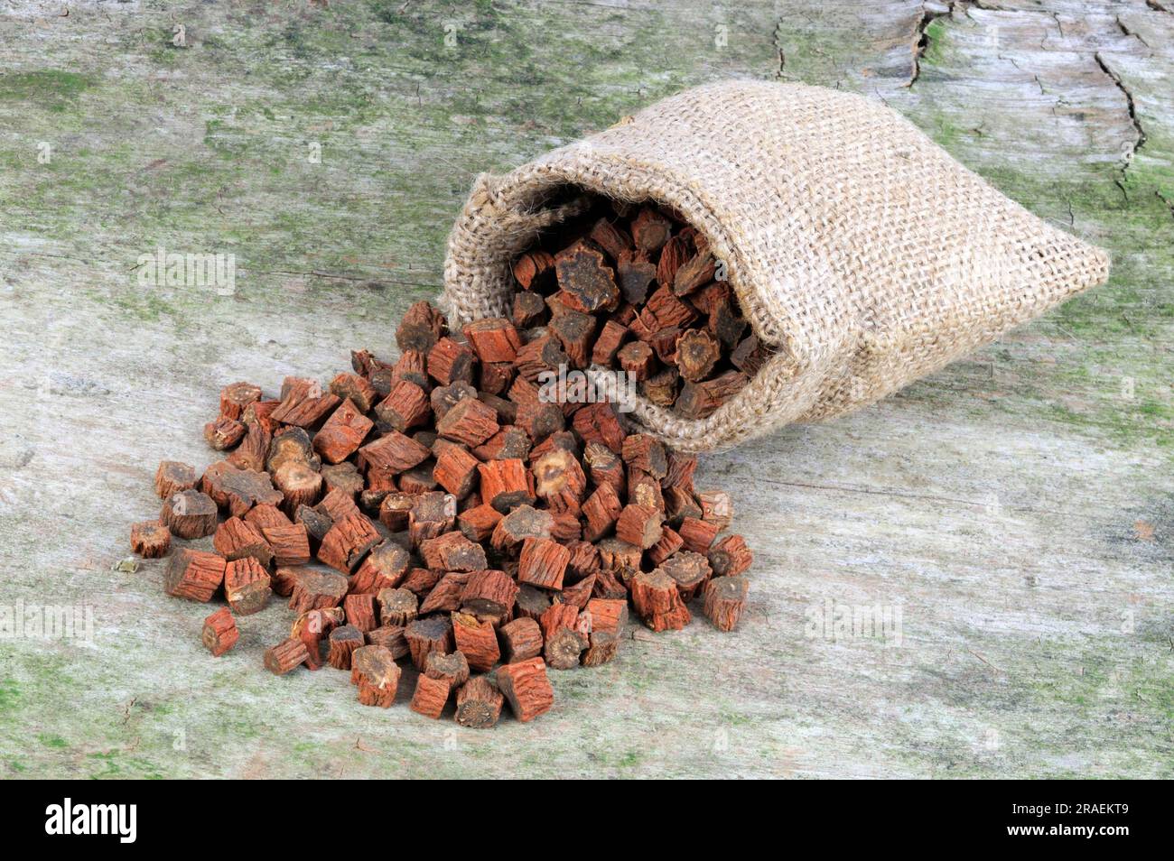 Red-rooted sage root (Salviae miltiorrhizae Radix), Dan Shen Stock ...