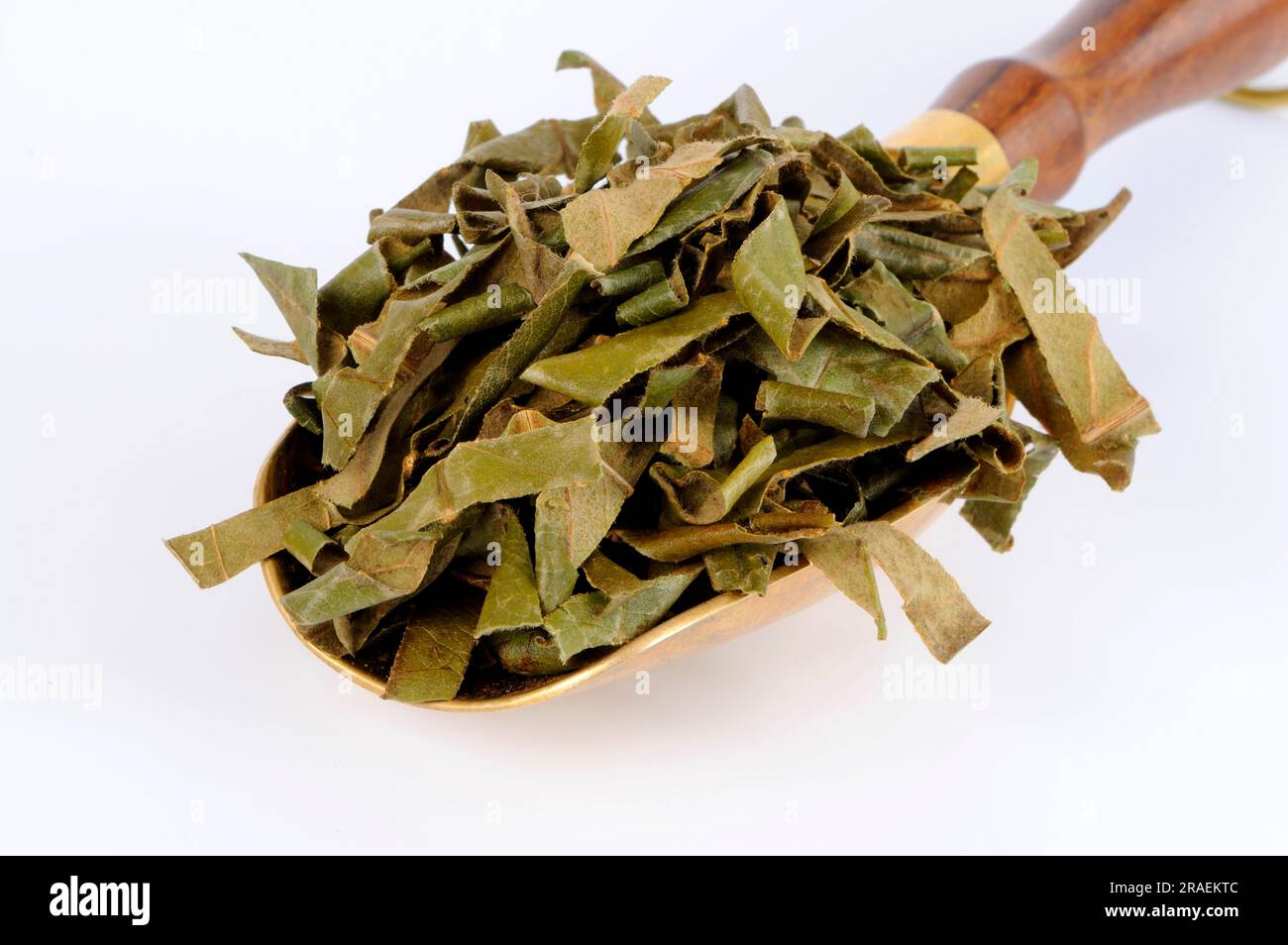 Medlar leaves (Eriobotryae Folium), Pi Pa Ye Stock Photo - Alamy