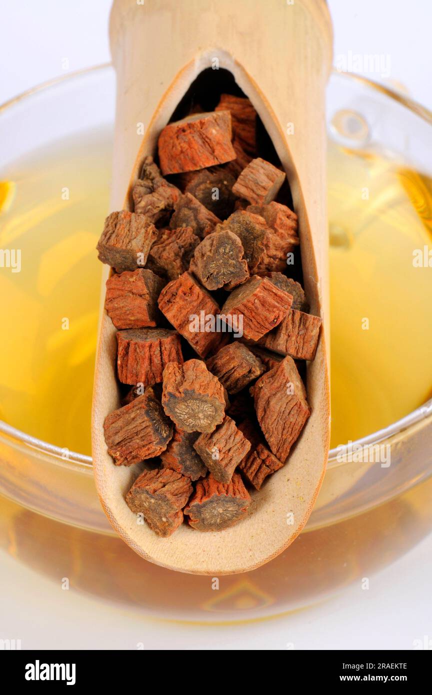 Cup of redroot sage root tea (Salviae miltiorrhizae Radix), Dan Shen ...