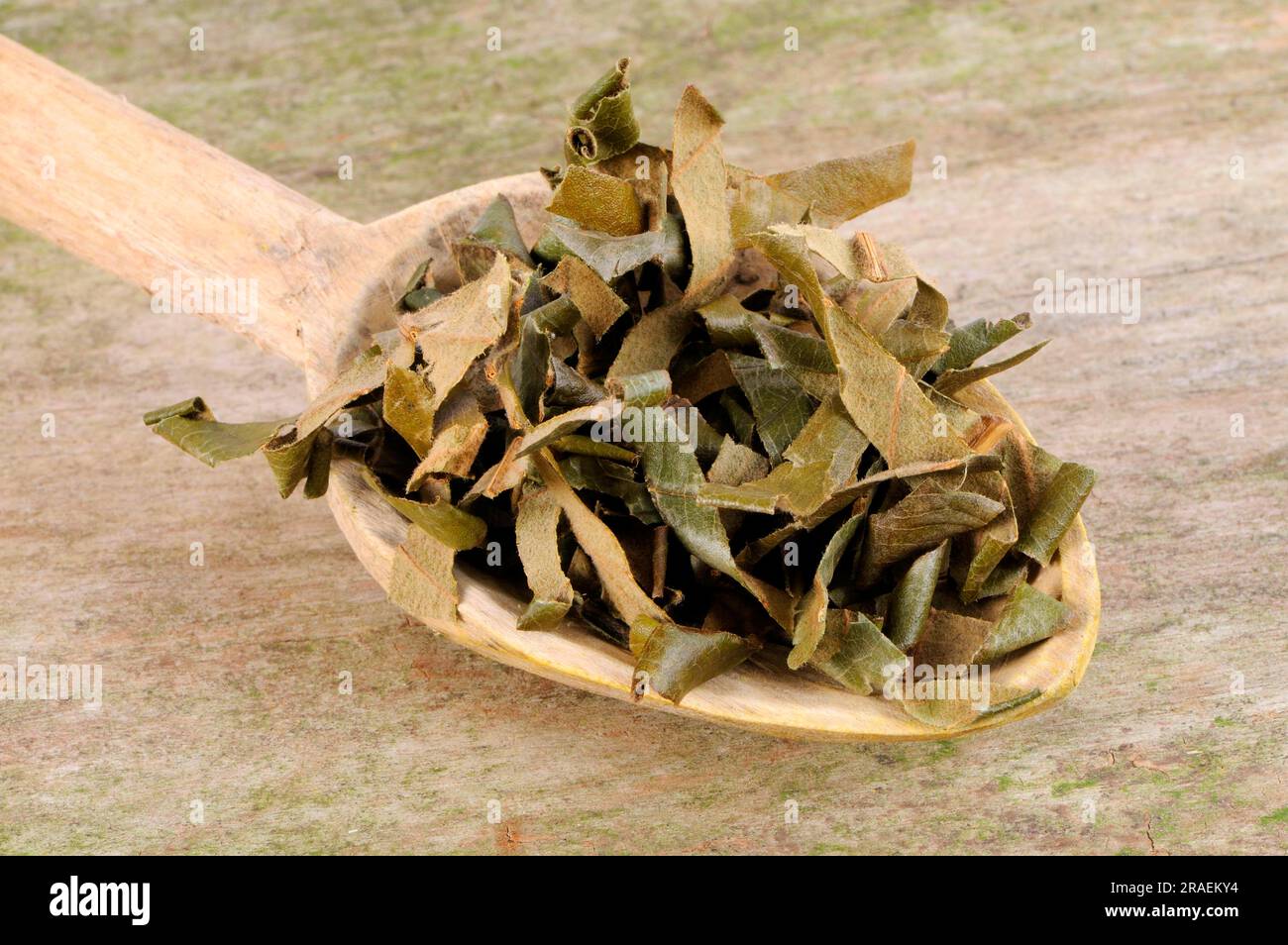 Medlar leaves (Eriobotryae Folium), Pi Pa Ye Stock Photo - Alamy