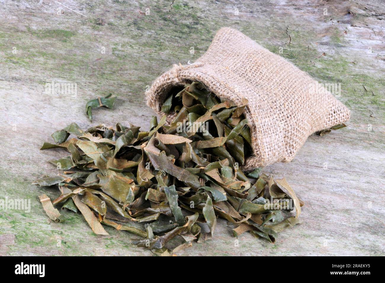 Medlar leaves (Eriobotryae Folium), Pi Pa Ye Stock Photo - Alamy