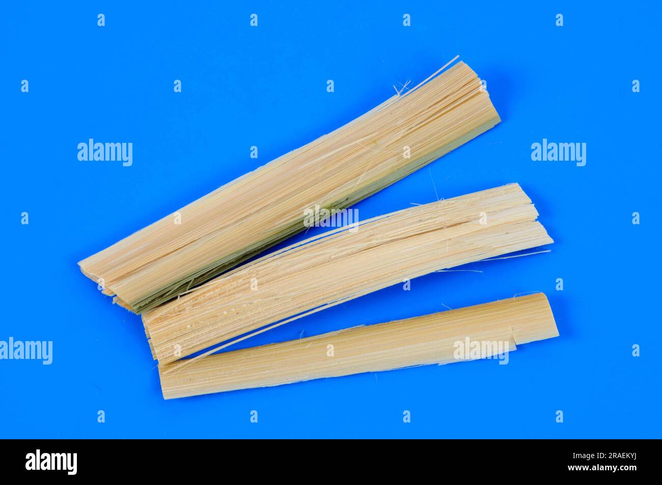 Bamboo cane strip (Bambusae Caulis in Taeniam), Zhu Ru, cut out, object ...
