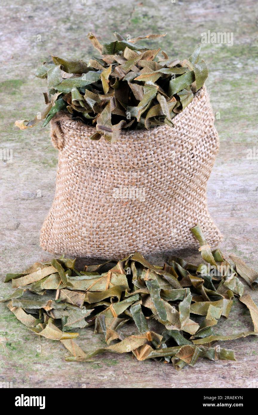 Medlar leaves (Eriobotryae Folium), Pi Pa Ye Stock Photo - Alamy