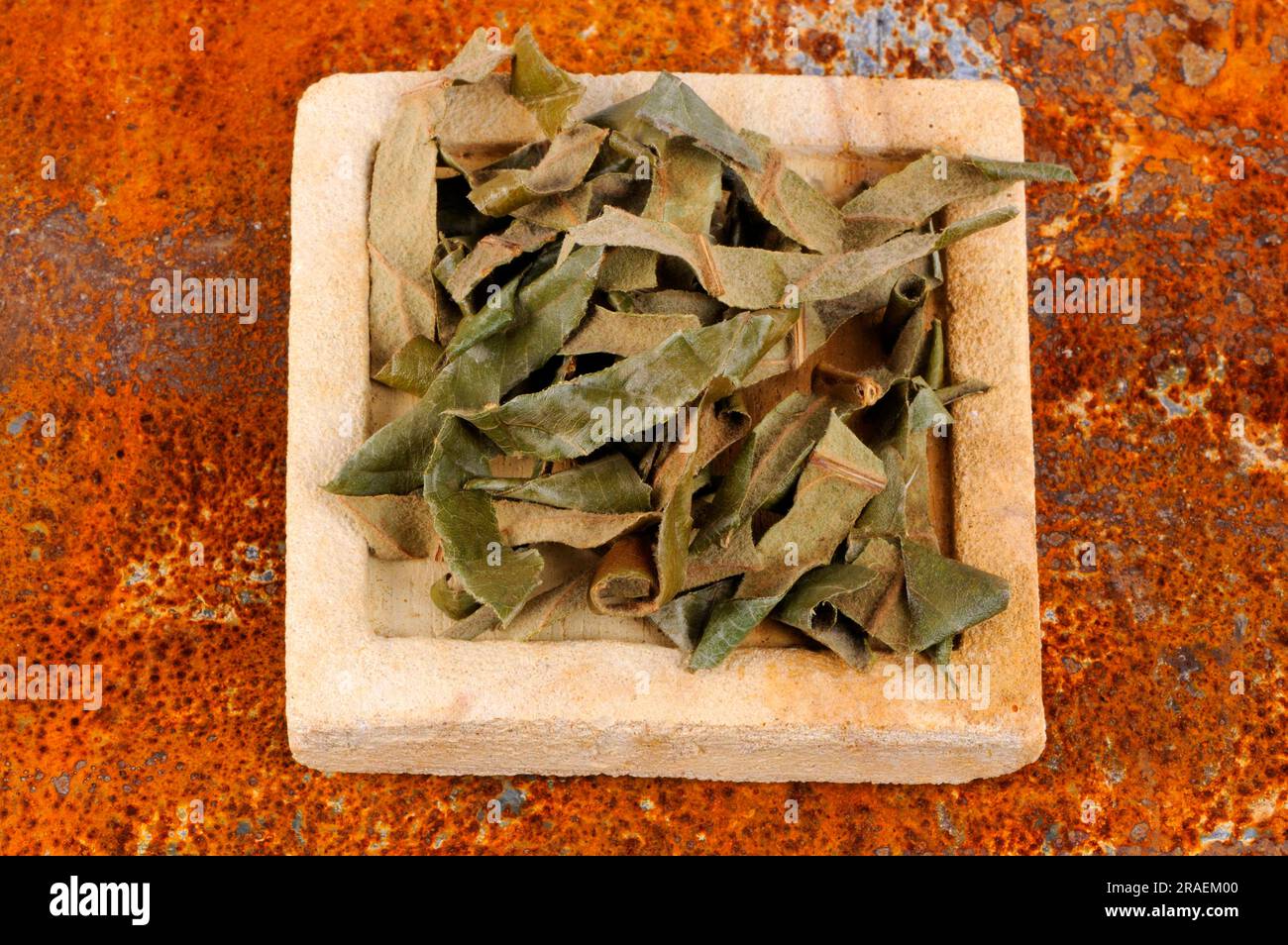 Medlar leaves (Eriobotryae Folium), Pi Pa Ye Stock Photo - Alamy