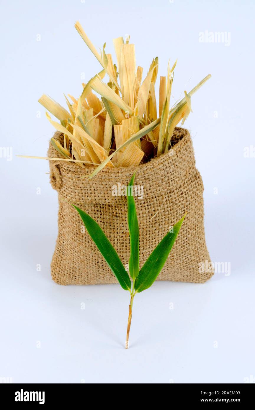 Bamboo cane strip (Bambusae Caulis in Taeniam), Zhu Ru, cut out, object ...