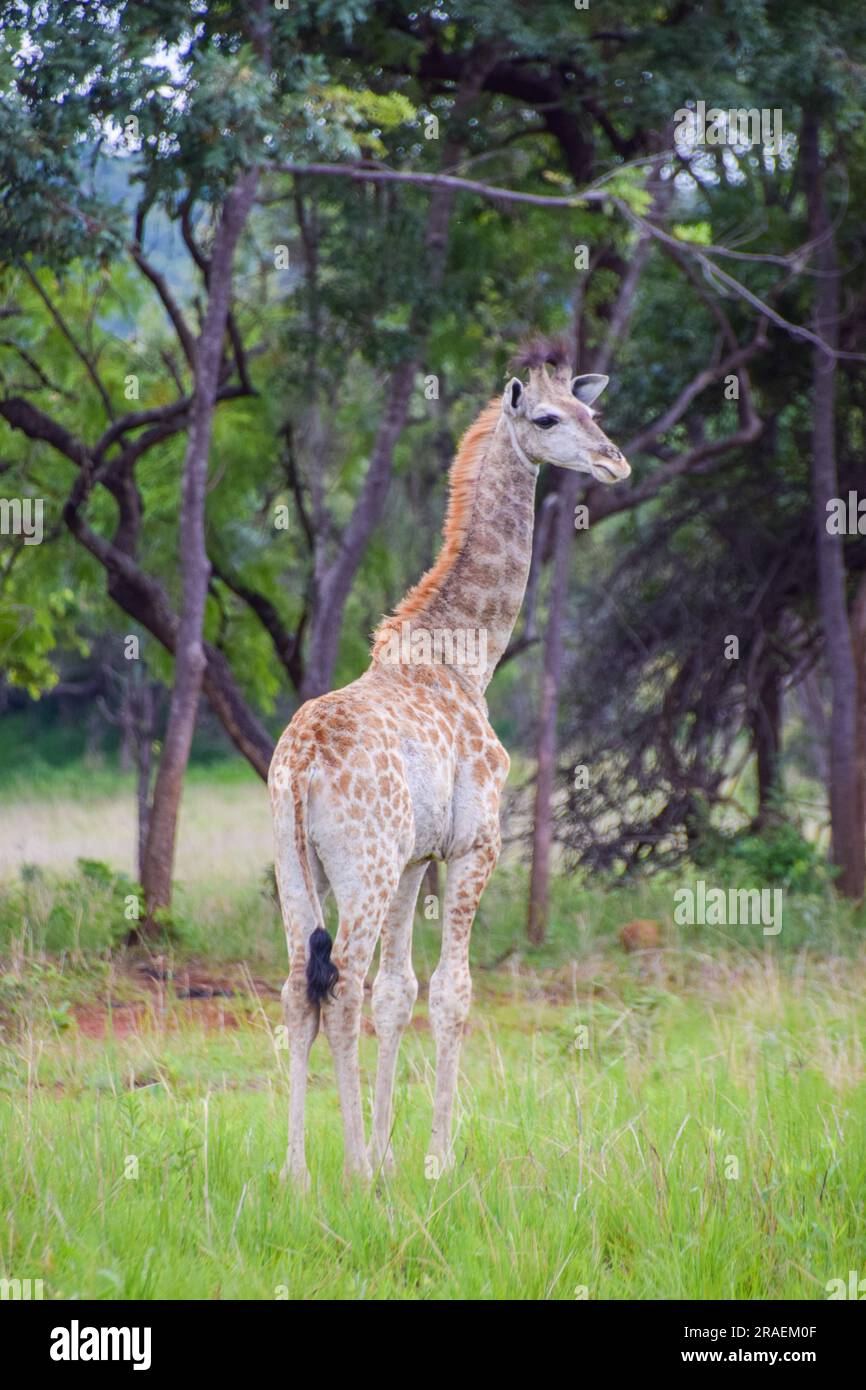 A young giraffe in a nature reserve in Zimbabwe Stock Photo - Alamy