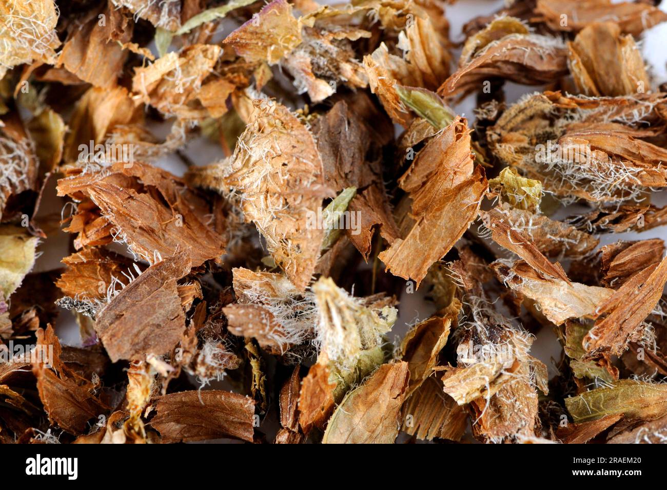 (Prunellae Spica), Xia Ku Cao, Brownellae ears, Brownellae ears Stock ...