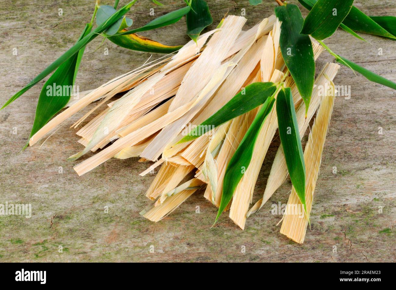 Bamboo cane strips (Bambusae Caulis in Taeniam), Zhu Ru Stock Photo - Alamy